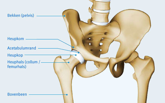 Behandeling Van De Heup En Heupprothese Orthopedie Delta Behandeling Van De Heup En Heupprothese Orthopedie Delta